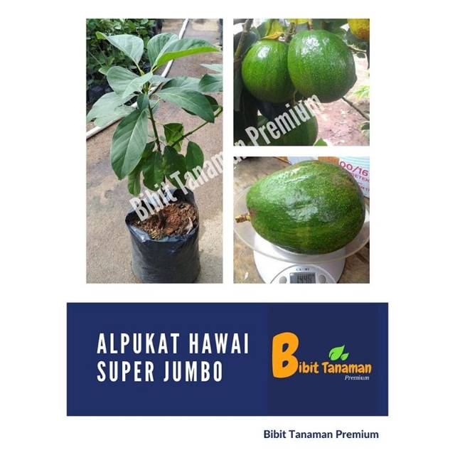 Jual BIBIT ALPUKAT HAWAI SUPER JUMBO (BIBIT TANAMAN PREMIUM) | Shopee ...