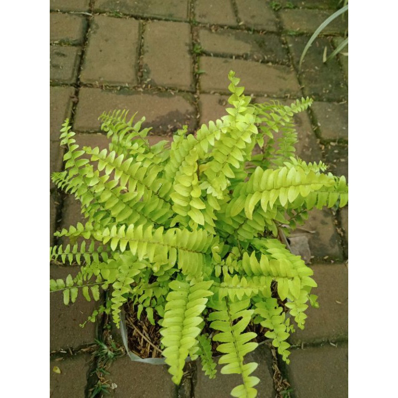 Jual tanaman pakis golden / pakis Boston | Shopee Indonesia