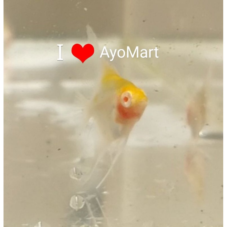 Jual Ikan hias aquarium Angelfish Manfish Albino Red Cap Koi grade ...