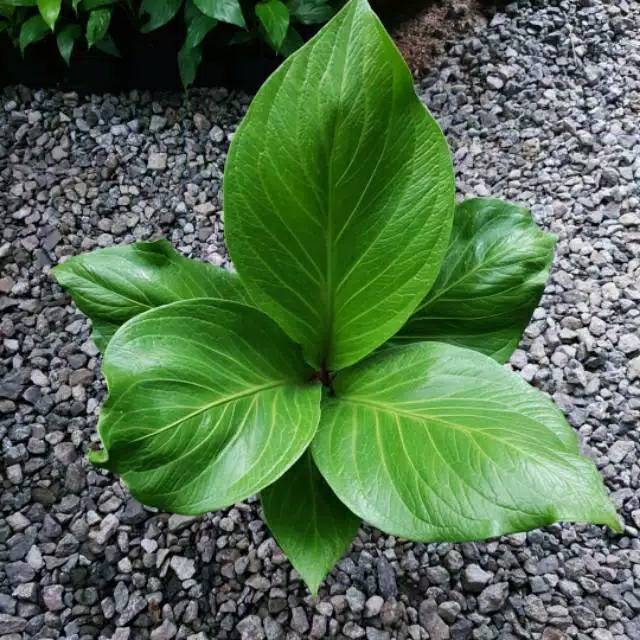 Jual Tanaman hias anthurium jemani cobra/antorium jenmani kobra taneman ...