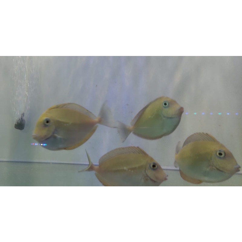 Jual Ikan hias air laut Botana Vlamingi | Shopee Indonesia