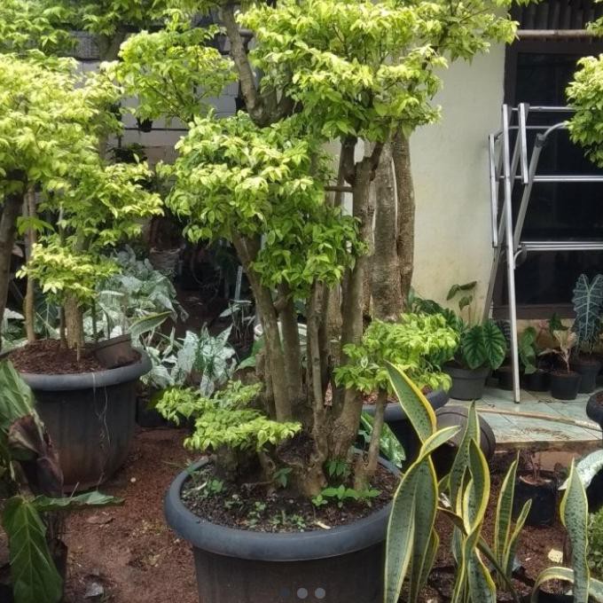 Jual Pohon Hias Bonsai Anting Putri Rimbun Besar/ 1-2 M Mawarolshop1 ...