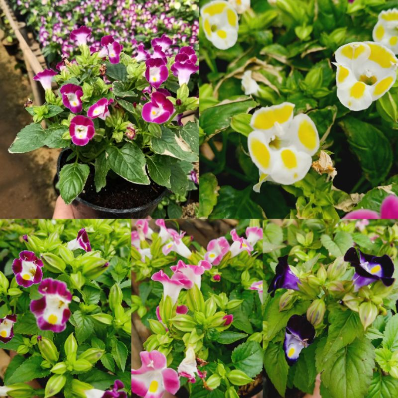 Jual TANAMAN HIAS BUNGA TERONIA | BUNGA MATA KUCING | edible flowers ...