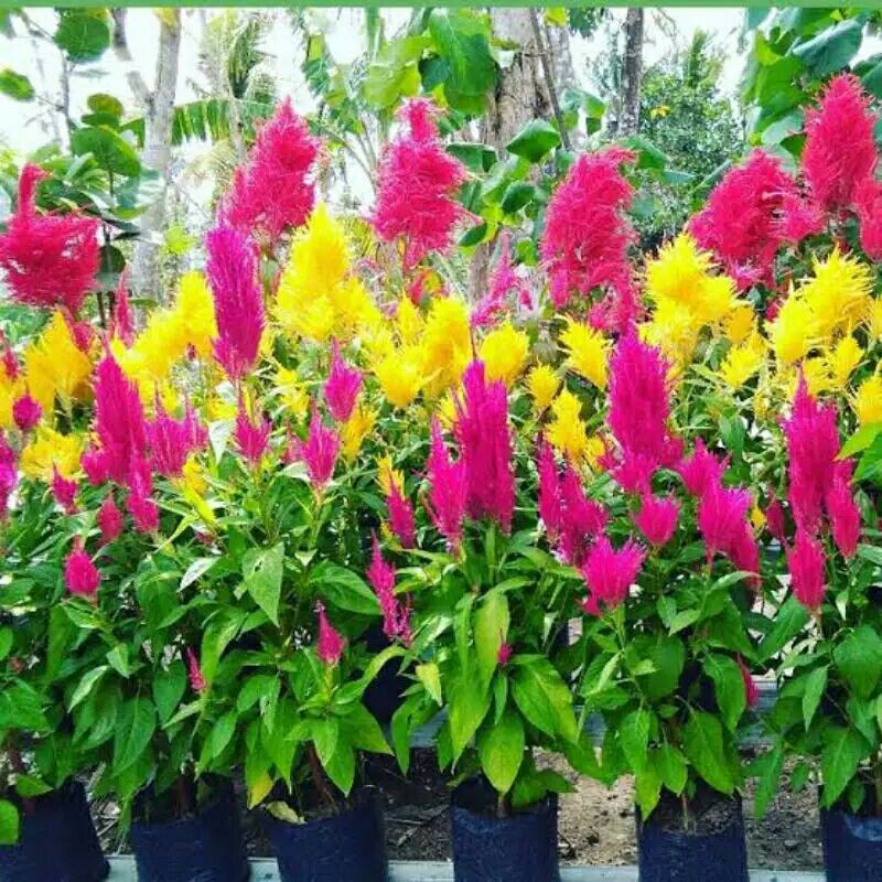Jual Tanaman Hias Bungga celosia cristata (jengger ayam merah , kuning ...
