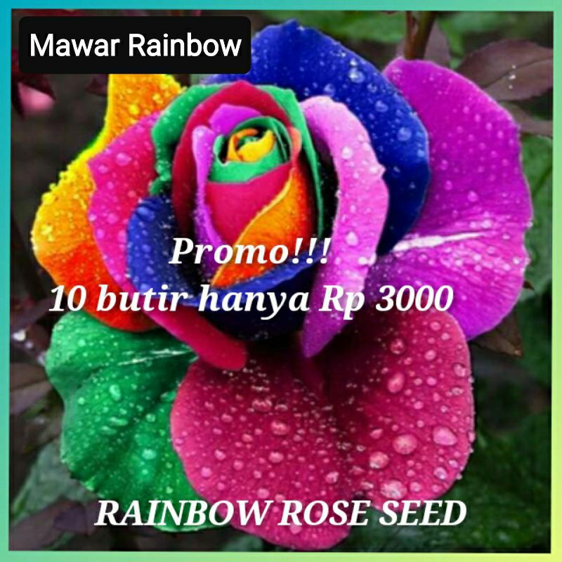 Jual Benih/biji bunga mawar RAINBOW lagi promo!!! | Shopee Indonesia