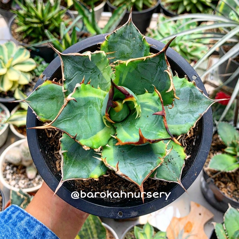 Jual Agave Titanota Variegata rare plant | Shopee Indonesia