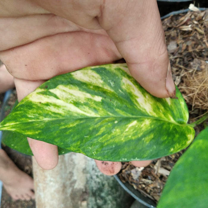 Jual tanaman hias epipremnum pinatum varigata yellow - monstera ...