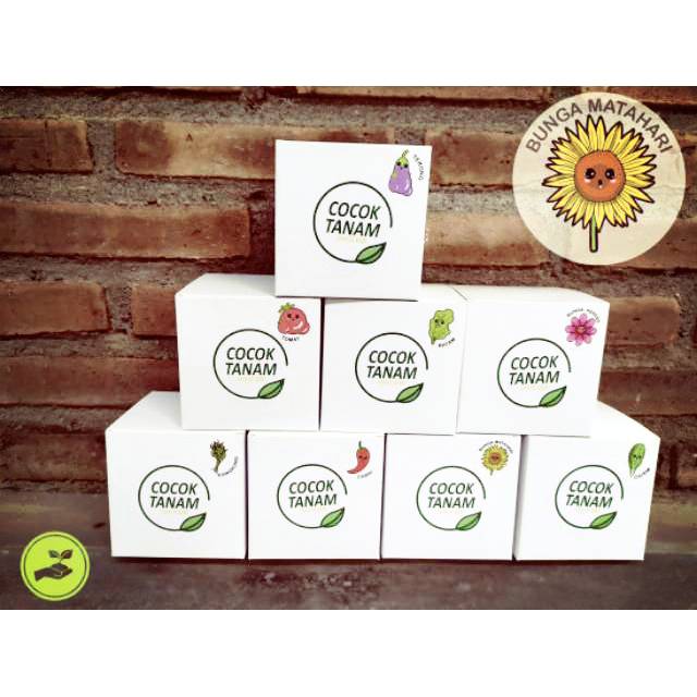 Jual Cocok Tanam Paket Menanam Bunga Matahari / Sunflower Media ...