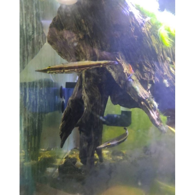 Jual Aroma Pikehead Peppermint Crocodile (Luciocephalus Pulcher ...