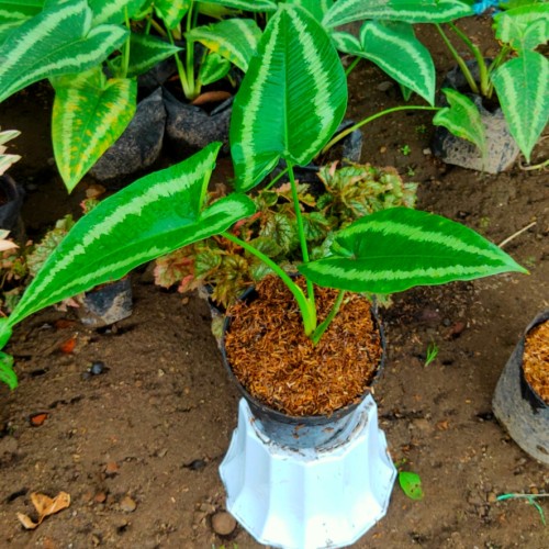 Jual Bunga Andromeda Segar Hidup Tanamam Murah Homalomena Andromeda ...