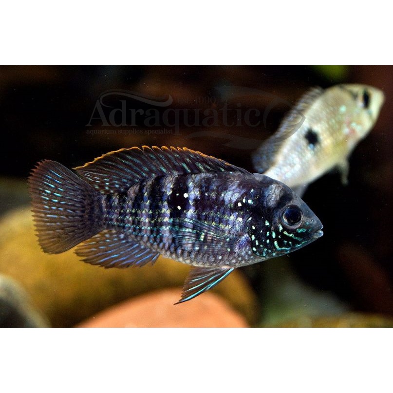 Jual (INSTANT BANDUNG) IKAN HIAS BLUE ACARA ANDINOACARA PULCHER CICHLID ...