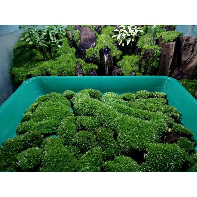 Jual Moss mutiara paludarium porsi Nampan 21x16 Tanaman aquascape ...