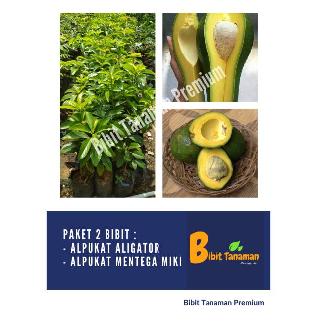Jual PAKET 2 BIBIT ALPUKAT ALIGATOR DAN ALPUKAT MENTEGA MIKI (BIBIT ...