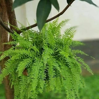 Jual Tanaman Pakis Boston Terlengkap & Harga Terbaru Desember 2025 ...