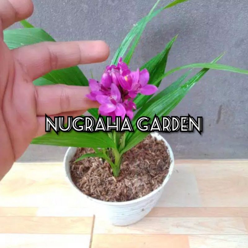 Jual Tanaman Hias Anggrek Tanah mini (ungu) | Shopee Indonesia