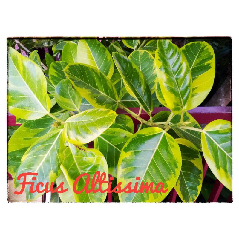 Jual Tanaman Hias Outdoor Indoor Karet Golden Ficus Altissima | Shopee ...