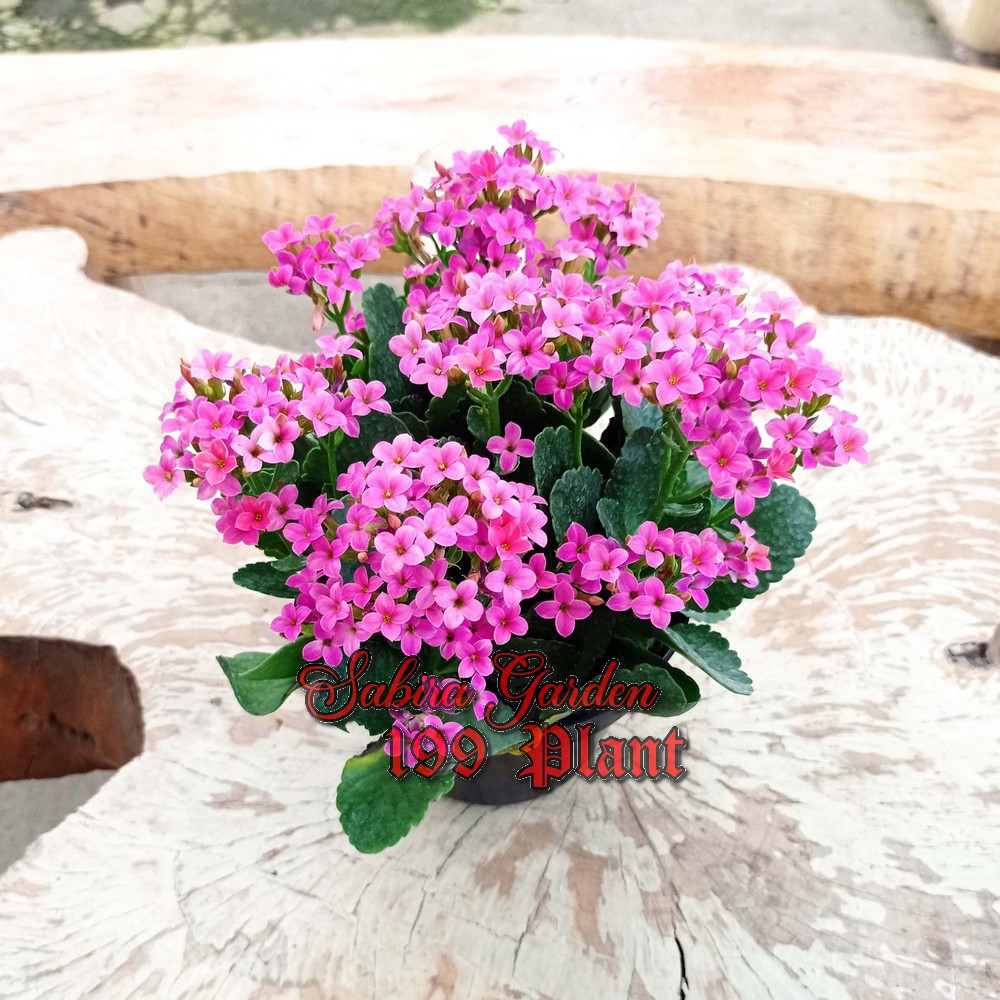 Jual TANAMAN HIAS Cocor bebek bunga ungu (kalanchoe blossfeldiana ...