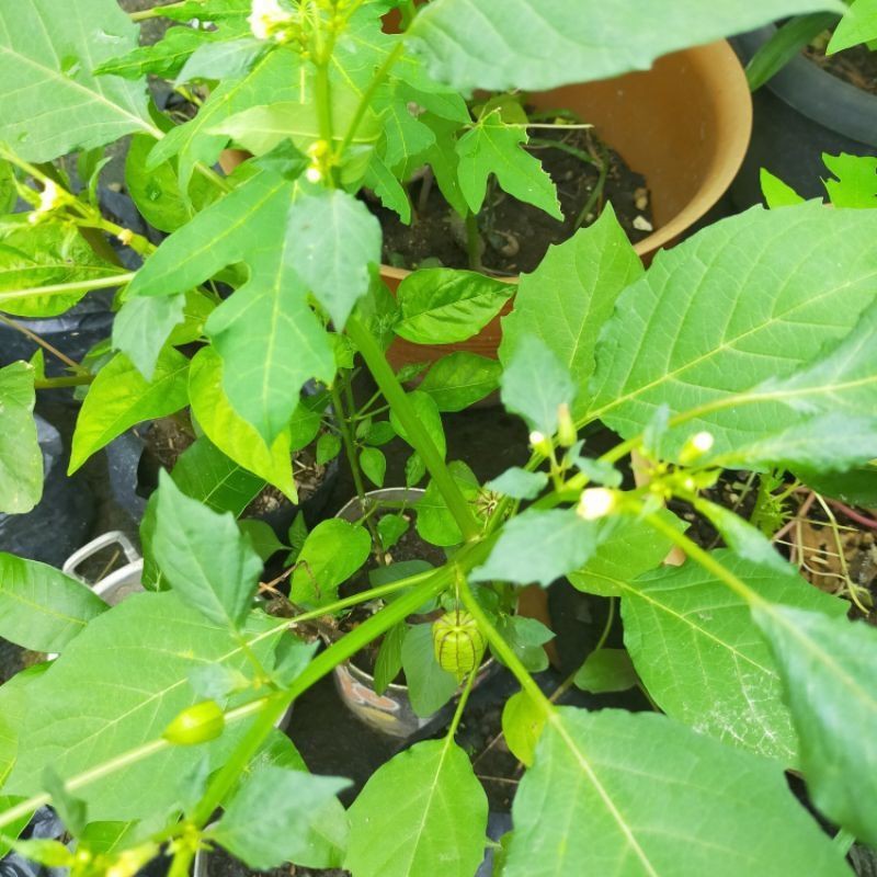 Jual 300gram tanaman Ciplukan / cecendet daun batang akar herbal ...