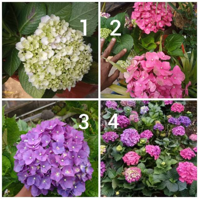 Jual Pancawarna | Shopee Indonesia