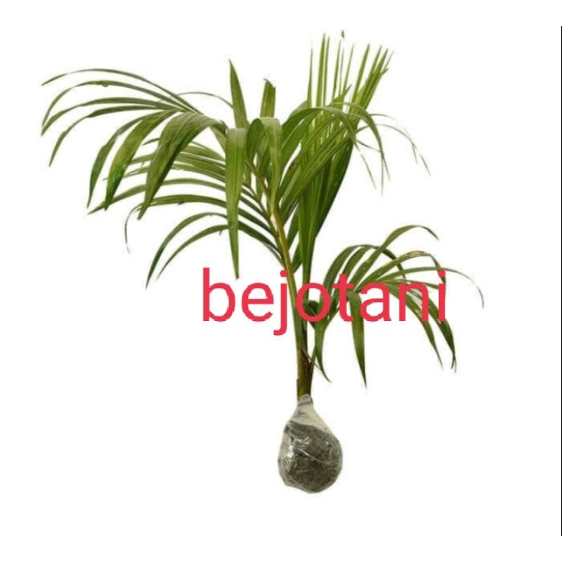 Jual 00Bibit Tanaman Pohon Pinang Palem Kuning Tanaman Pohon Hias ...