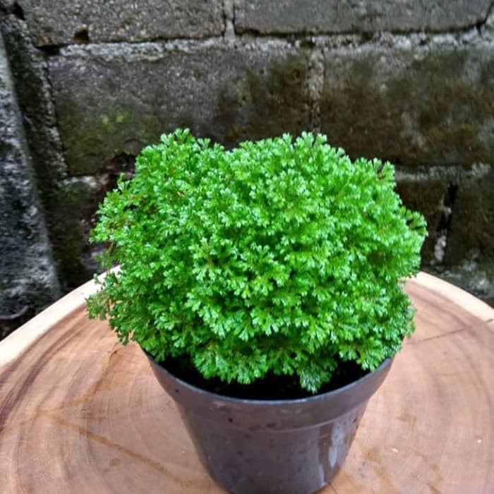 Jual Tanaman hias lumut ambon - lumut ambon - moss Ambon - tanaman ...