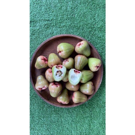 Jual Jambu Air Cincalo Hijau | Shopee Indonesia
