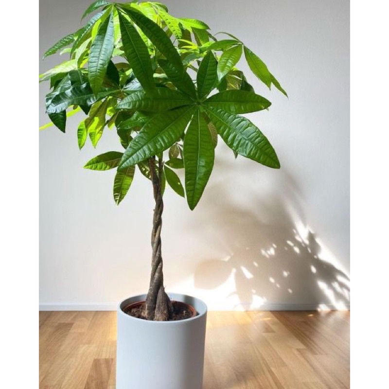 Jual Tanaman hias Pacira kepang 3 patchira, money tree | Shopee Indonesia