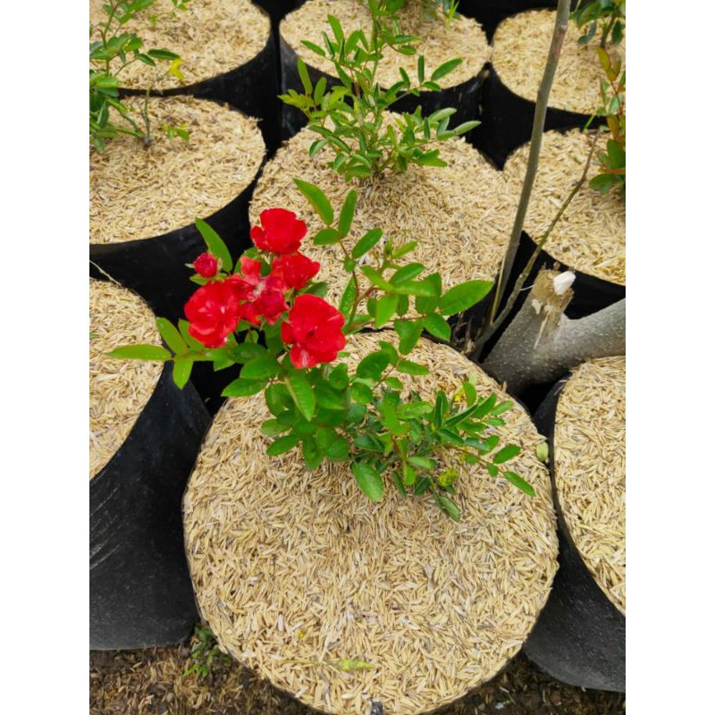 Jual Bibit Tanaman Hias Bunga Mawar Rambat Merah Indukan | Shopee Indonesia