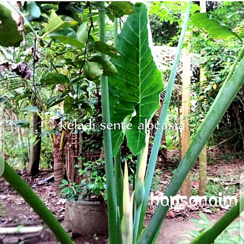 Jual tanaman Talas Keladi hijau jumbo sayur Lompong lokal Suweg herbal ...