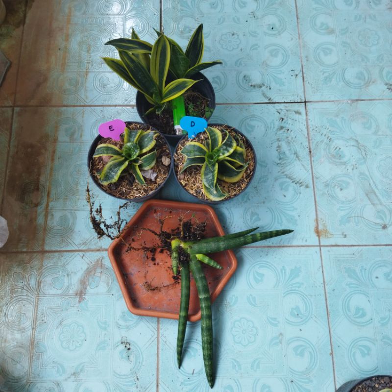Jual pesanan kak Chan_ (sanse) | Shopee Indonesia