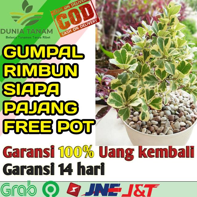 Jual bibit Tanaman hias pohon ficus triangularis beringin Kupu kupu ...
