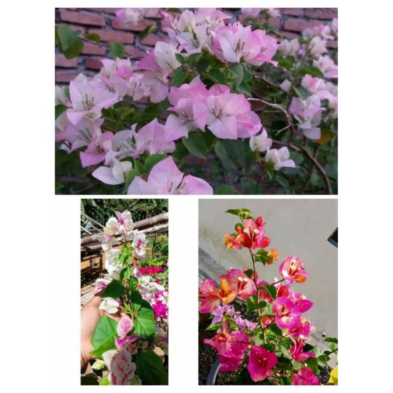 Jual (BISA COD) PAKET BOUGENVILLE 3 POHON ( CITRA INDIA - BENGAWAN SOLO ...