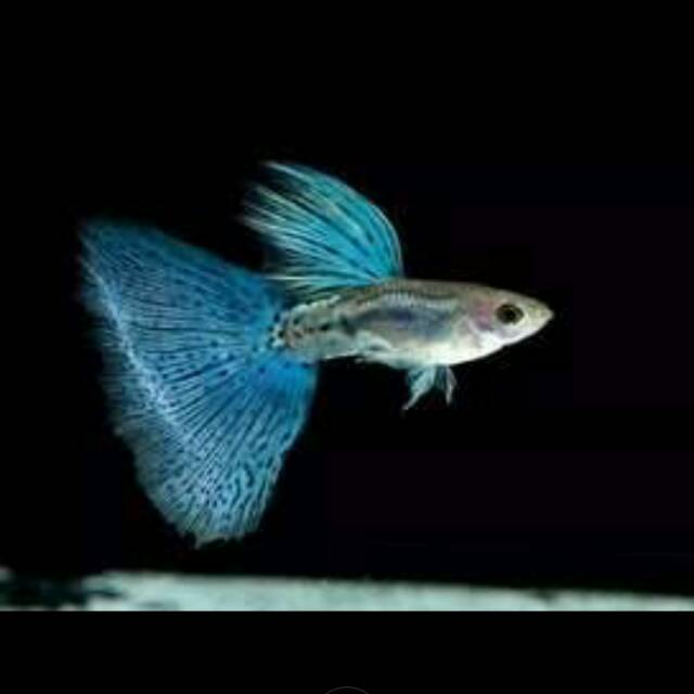 Jual IKAN GUPPY BLUE GRASS | IKAN HIAS | IKAN GUPPY MURAH | Shopee Indonesia
