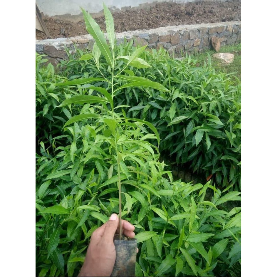 Jual Murah Bibit Tanaman Pohon Kayu Jenitri Genitri Super Murah ...