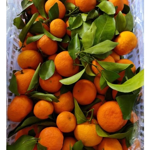 Jual JERUK SHANTANG DAUN - SUKABUAH | Shopee Indonesia