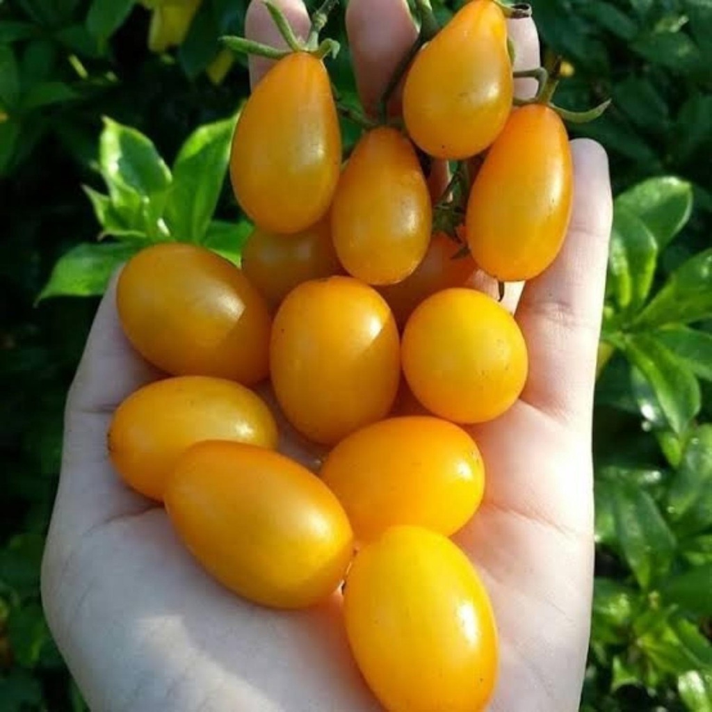 Jual 10 Benih Tomat Cherry Kuning Bibit Tomat Mini F1 Golden Sweet ...