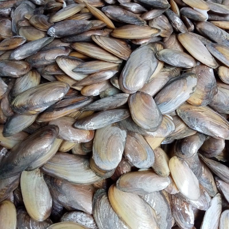 Jual kerang kijing hidup segar per 1kg | Shopee Indonesia