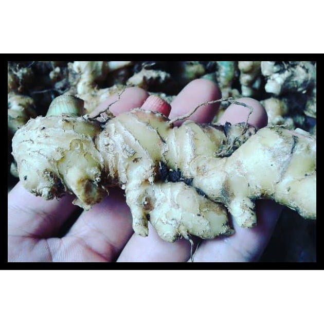 Jual Ready Jahe Emprit Segar Bukan Jahe Merah Gajah | Shopee Indonesia Jual Ready Jahe Emprit Segar Bukan Jahe Merah Gajah | Shopee Indonesia
