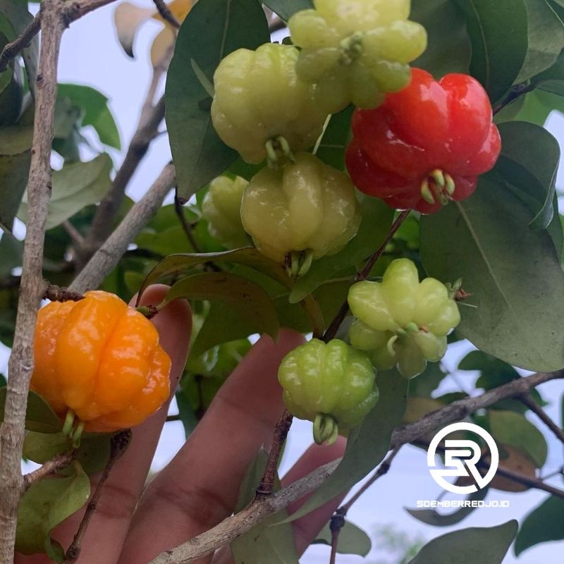 Jual Bibit Buah Dewandaru | Cermai Belanda | Shopee Indonesia