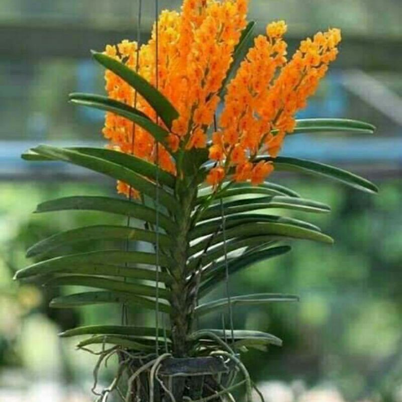 Jual Tanaman hias taman rumah atau dekorasi rumah anggrek vanda mini ...