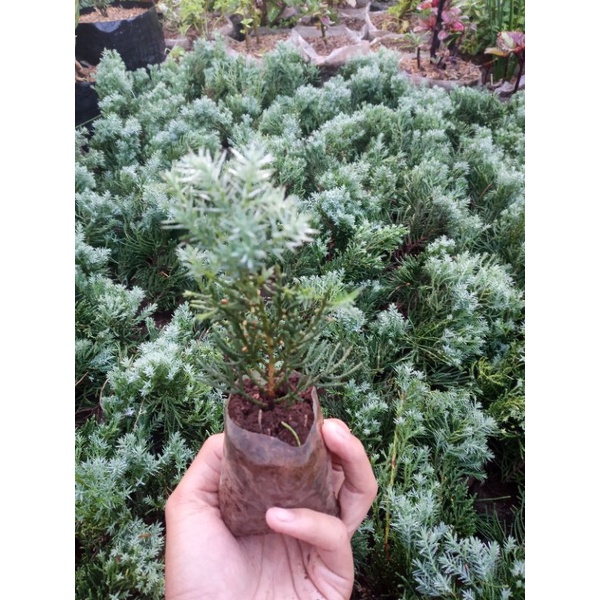 Jual bibit tanaman cemara pua pua/anakan cemara pua pua | Shopee Indonesia