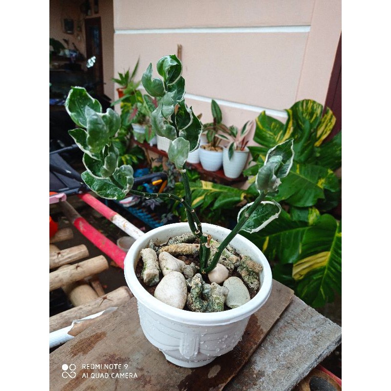 Jual Tanaman Hias Zigzag mangkok variegata/ bunga patah tulang mangkok ...