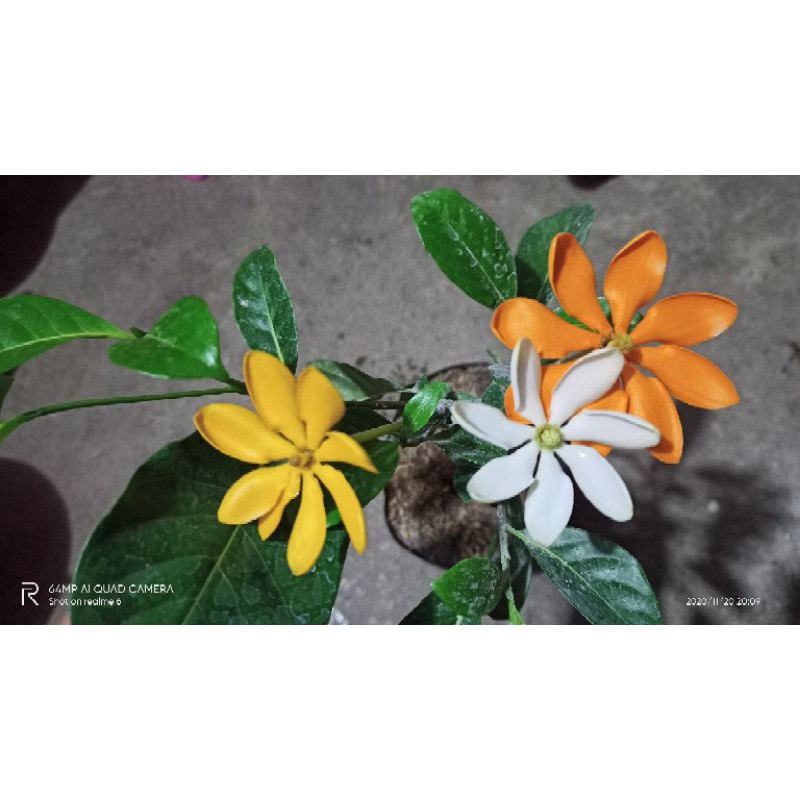 Jual Tanaman Gardenia Carinata/Kaca Piring Kuning: Mempercantik Taman ...