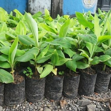 Jual Bibit tanaman buah pisang raja bulu | Shopee Indonesia