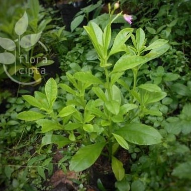 Jual Bibit Tanaman Ginseng Jawa Bibit Pohon Ginseng Jawa Gingseng Jawa ...