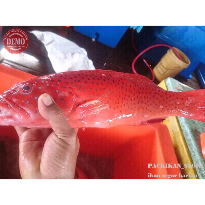 Jual Ikan Kerapu Segar Kerapu Lodi / Ikan Fresh Laut Kualitas GARANSI ...