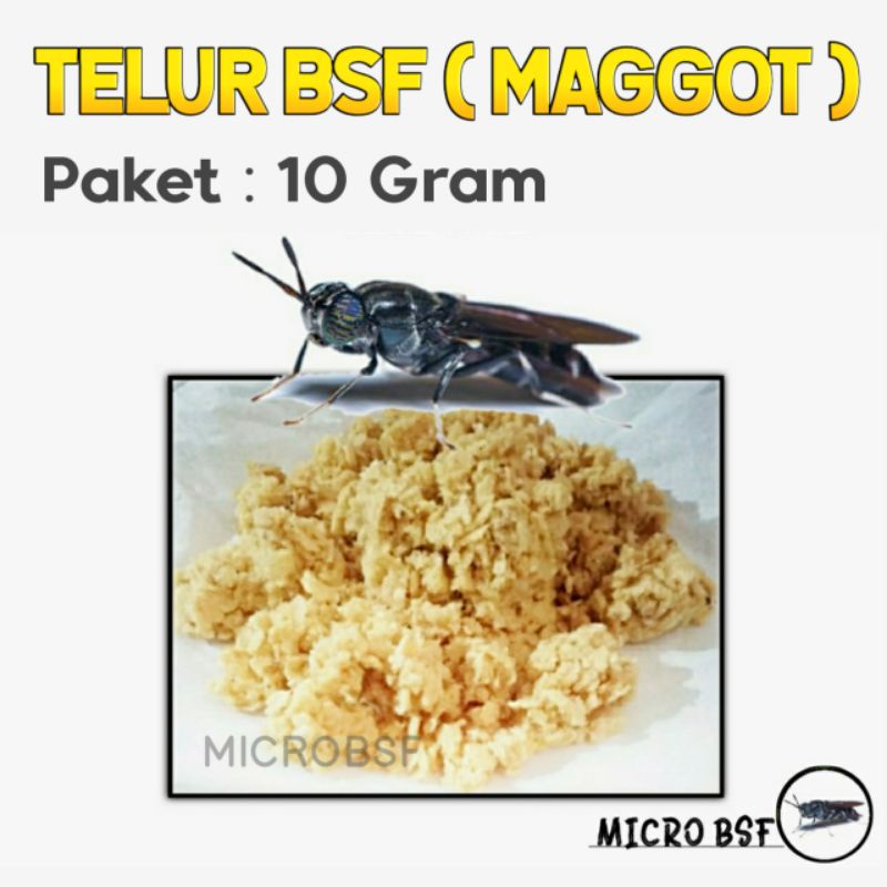 Jual Telur Lalat BSF atau Maggot, Paket 10 Gram | Shopee Indonesia