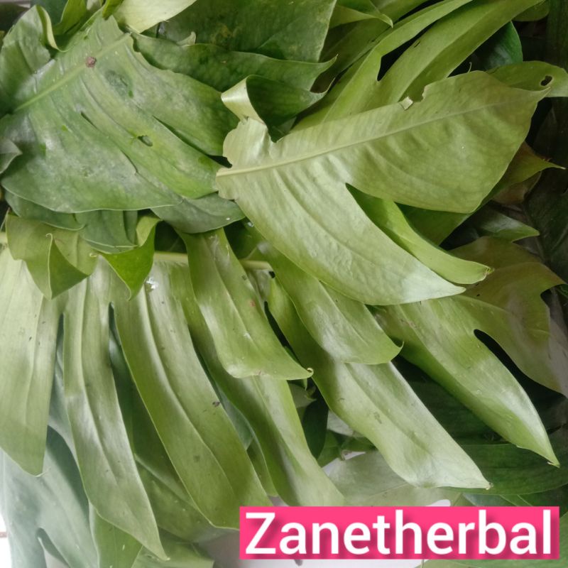 Jual Daun ekor naga segar per 250 gram-az | Shopee Indonesia
