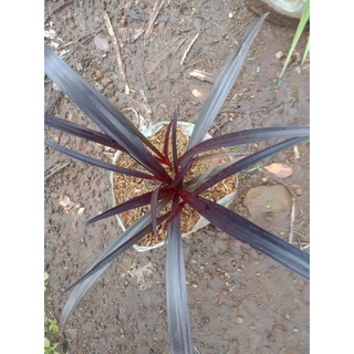 Jual rumput hitam / ilalang daun besar | Shopee Indonesia