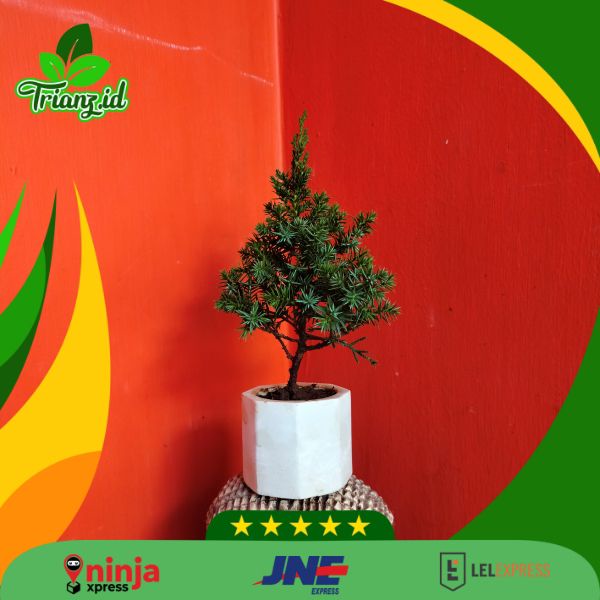Jual tanaman hias dan Bonsai cemara + Pot Hexagonal keramik. | Shopee ...